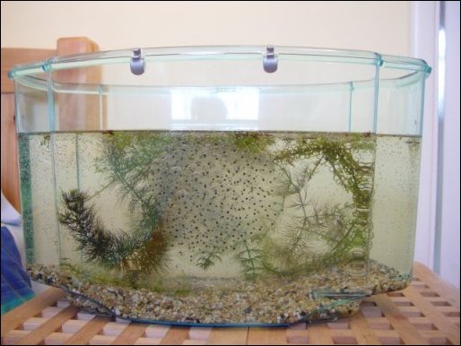 The Pond in March 2002 and Frog spawn Watch.